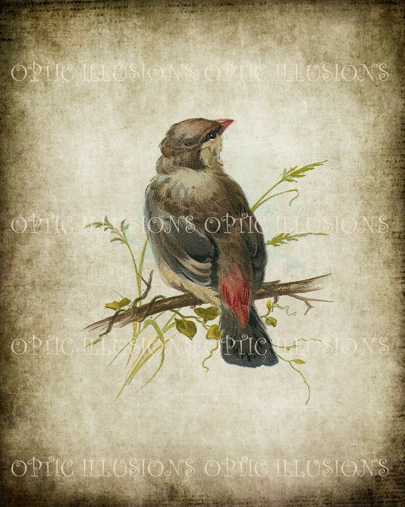 Vintage Bird Illustrations BIRD 07 8 x 10 inches in size | Etsy