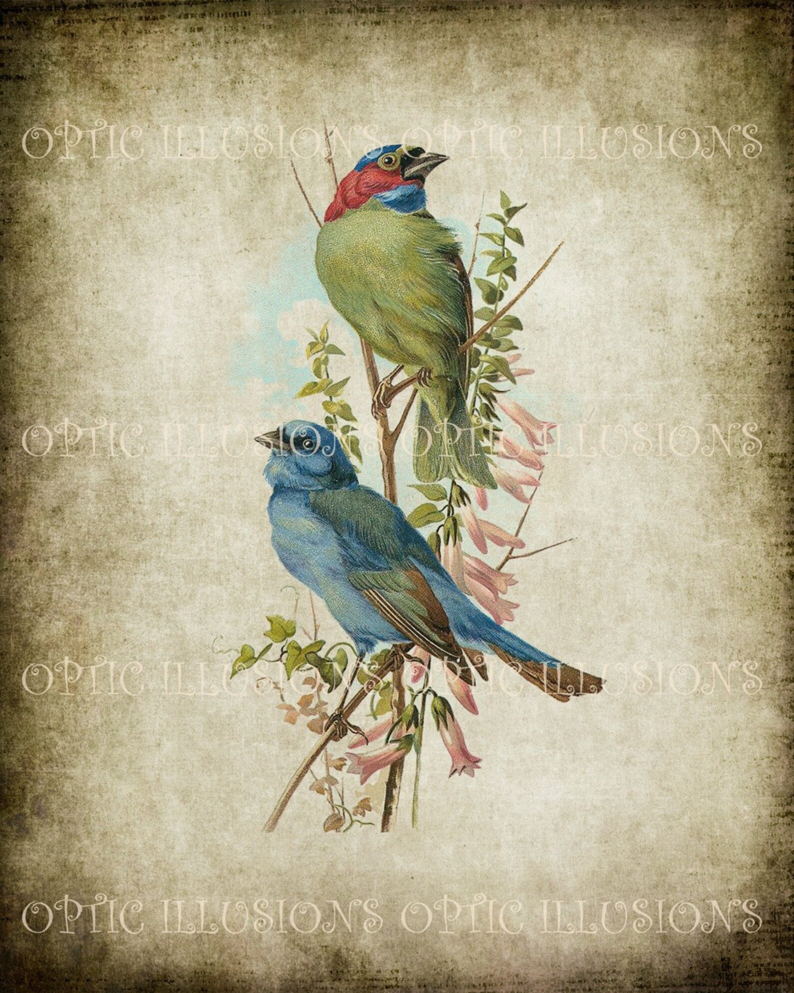 Vintage Bird Illustrations BIRD 09 INSTANT DOWNLOAD 8 X - Etsy