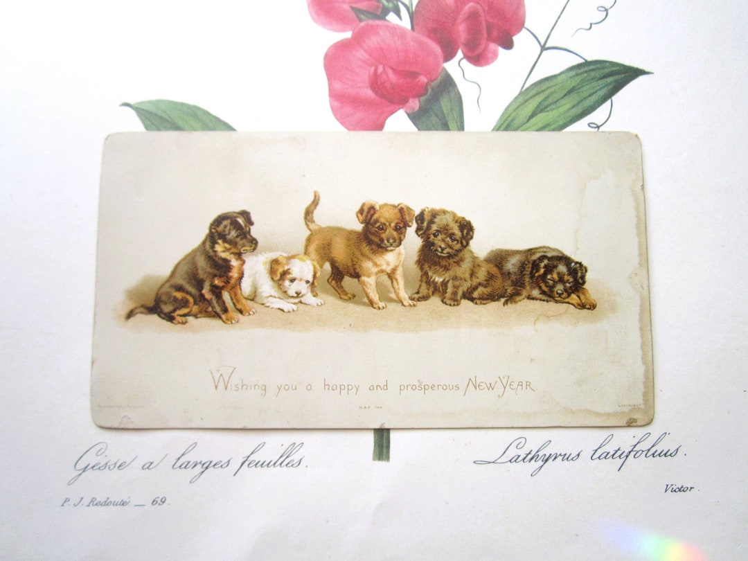 Antique Puppies, New Year Card, 1900s 1910, Illustrated Line up Cute ...