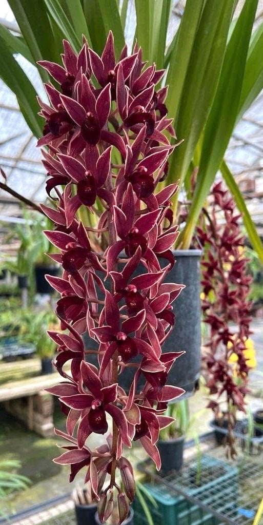 Cymbidium Canaliculatum X Cymbidium Malpaso Creek 1 Gallon Pot FREE ...