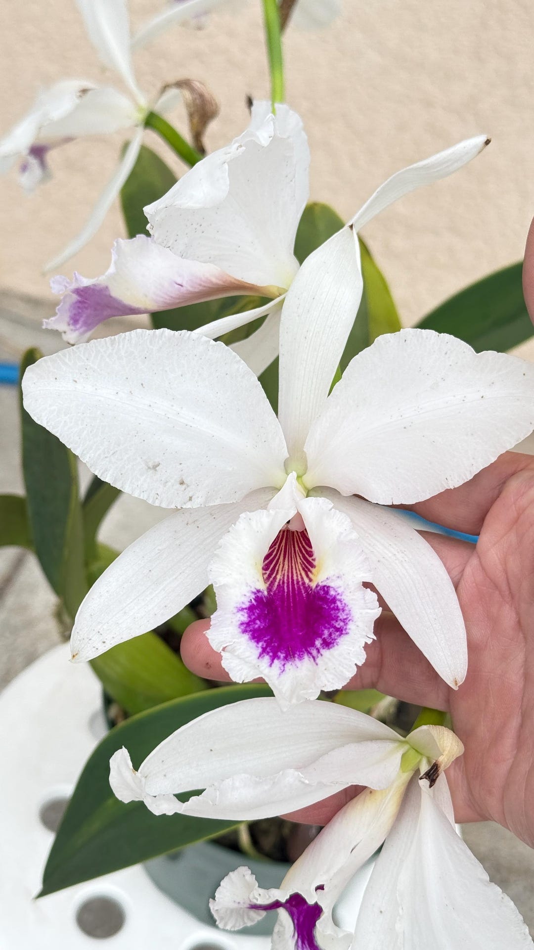 Cattleya Labiata Semi-alba. Fragrant (3-4 Pseudobulbs Division). - Etsy
