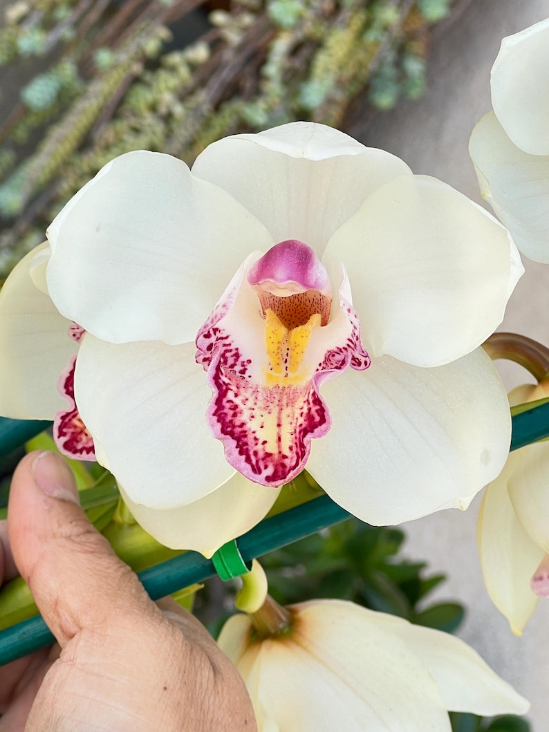 Cymbidium Barrita Peace ‘early Winter’. - Etsy