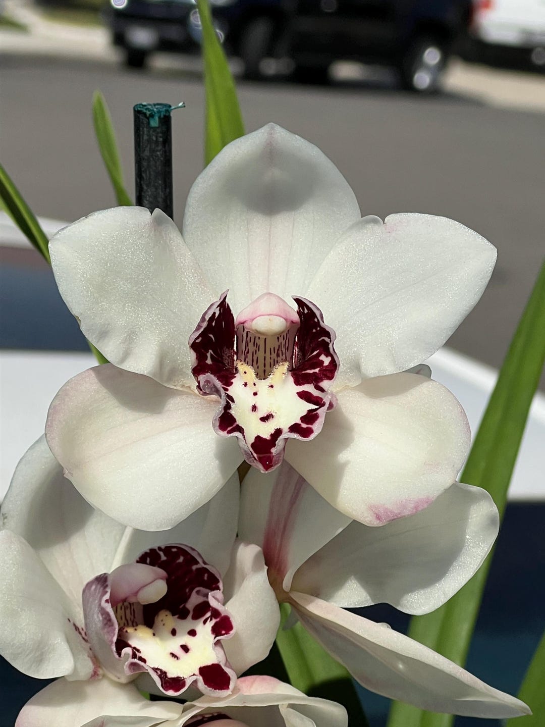 Cymbidium Barrita Brilliance 'cookies & Cream'. - Etsy