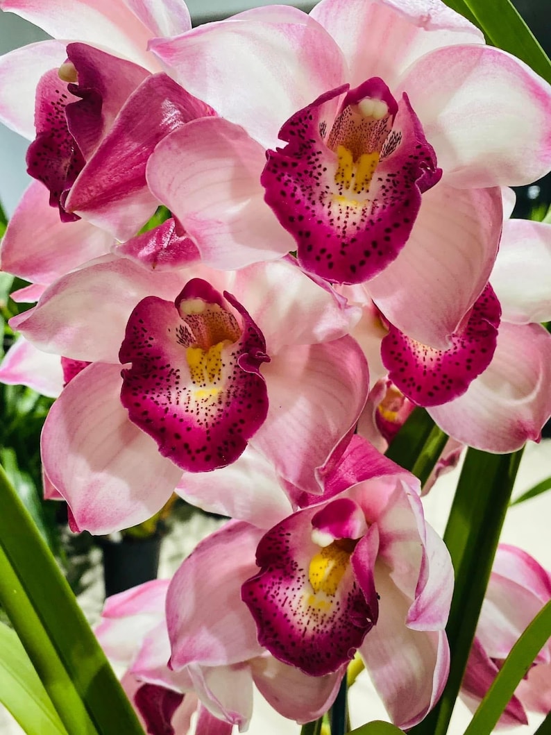 Cymbidium Barrita Peace 'strawberry Lip Flush'. - Etsy