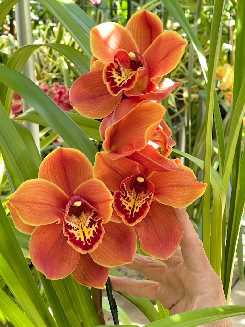 Cymbidium Memoria Craig Sibbit 'solid Orange', Blooming Size, 5-6 ...