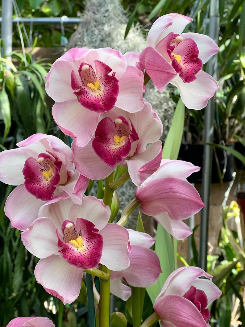 Cymbidium Barrita Peace 'strawberry Lip Flush'. - Etsy