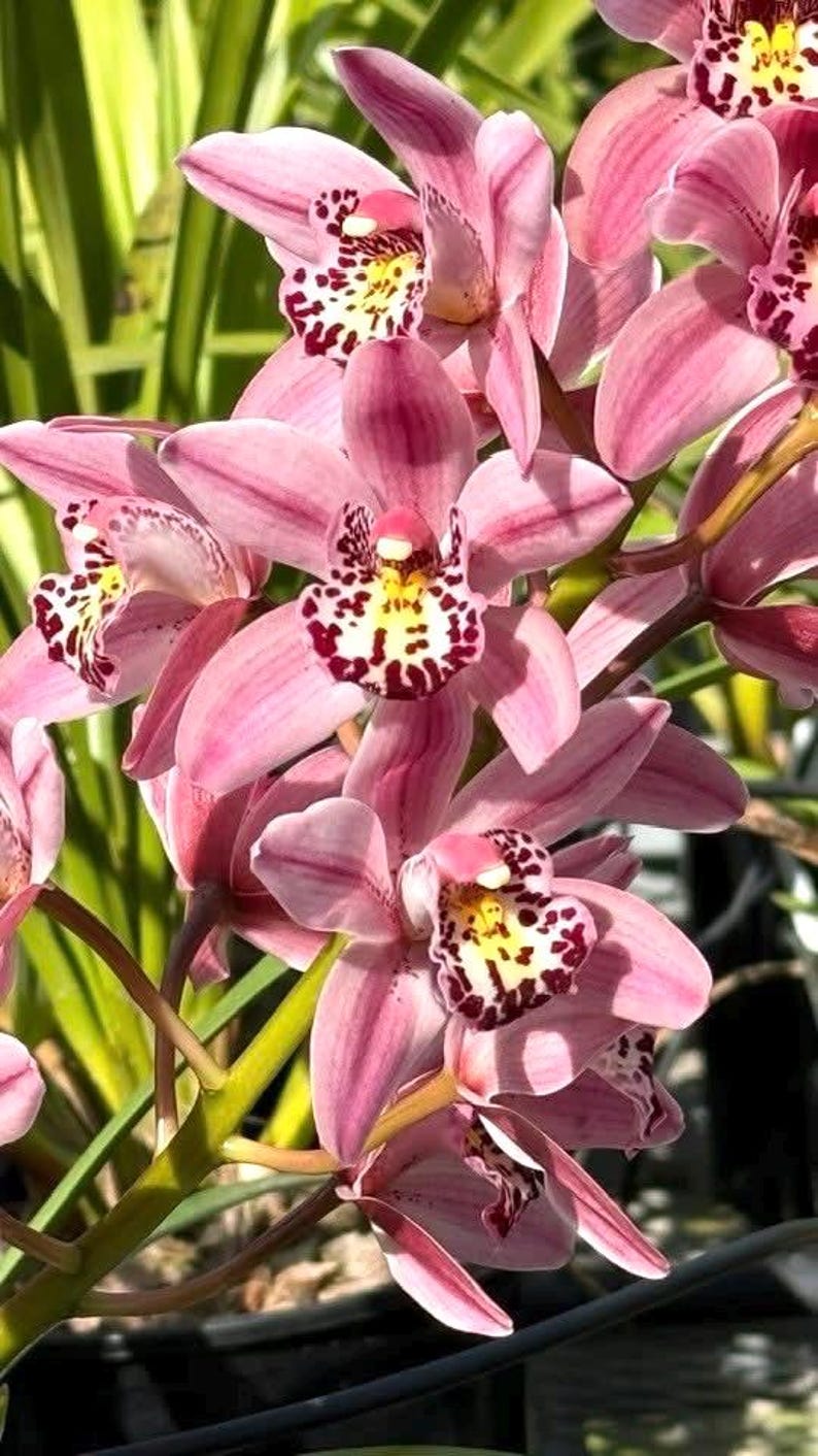 Cymbidium Barrita Suspense 'soft Pink' - Super Fragrant - Etsy