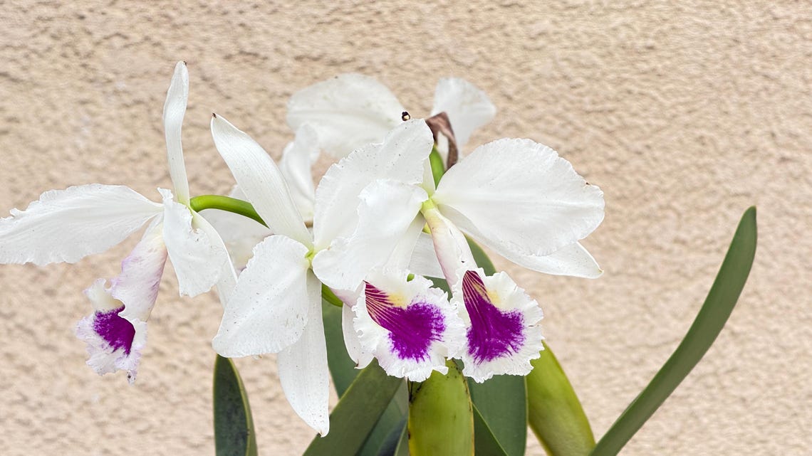 Cattleya Labiata Semi-alba. Fragrant (3-4 Pseudobulbs Division). - Etsy