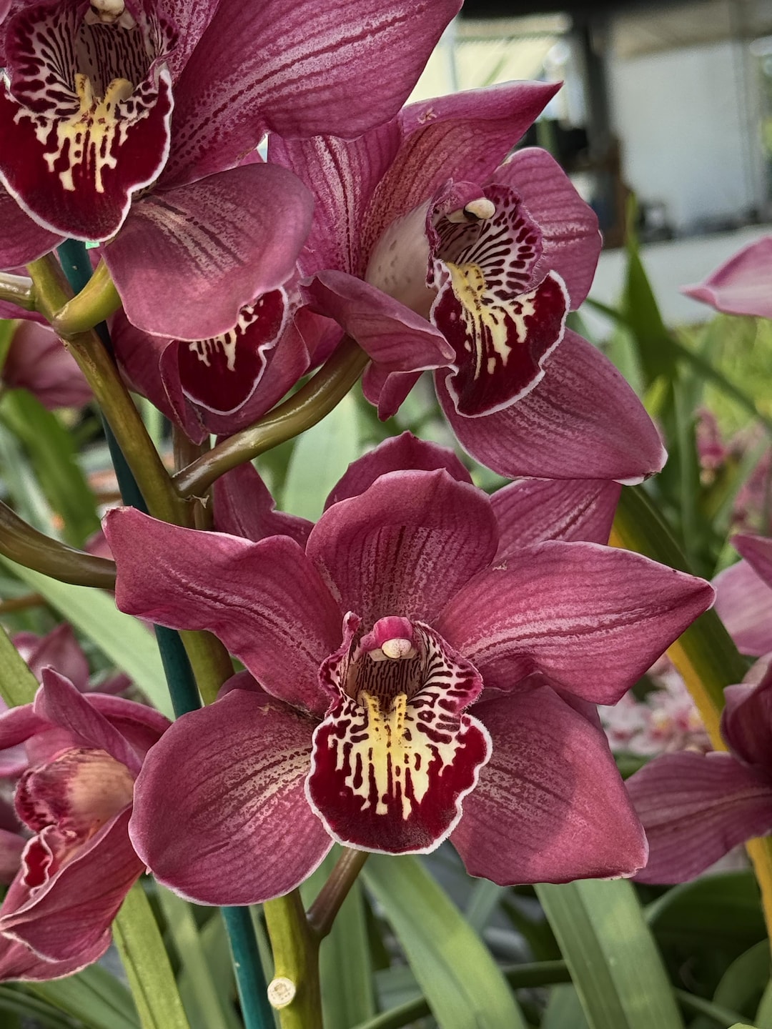 Cymbidium Barrita Pillar 'claret'. - Etsy