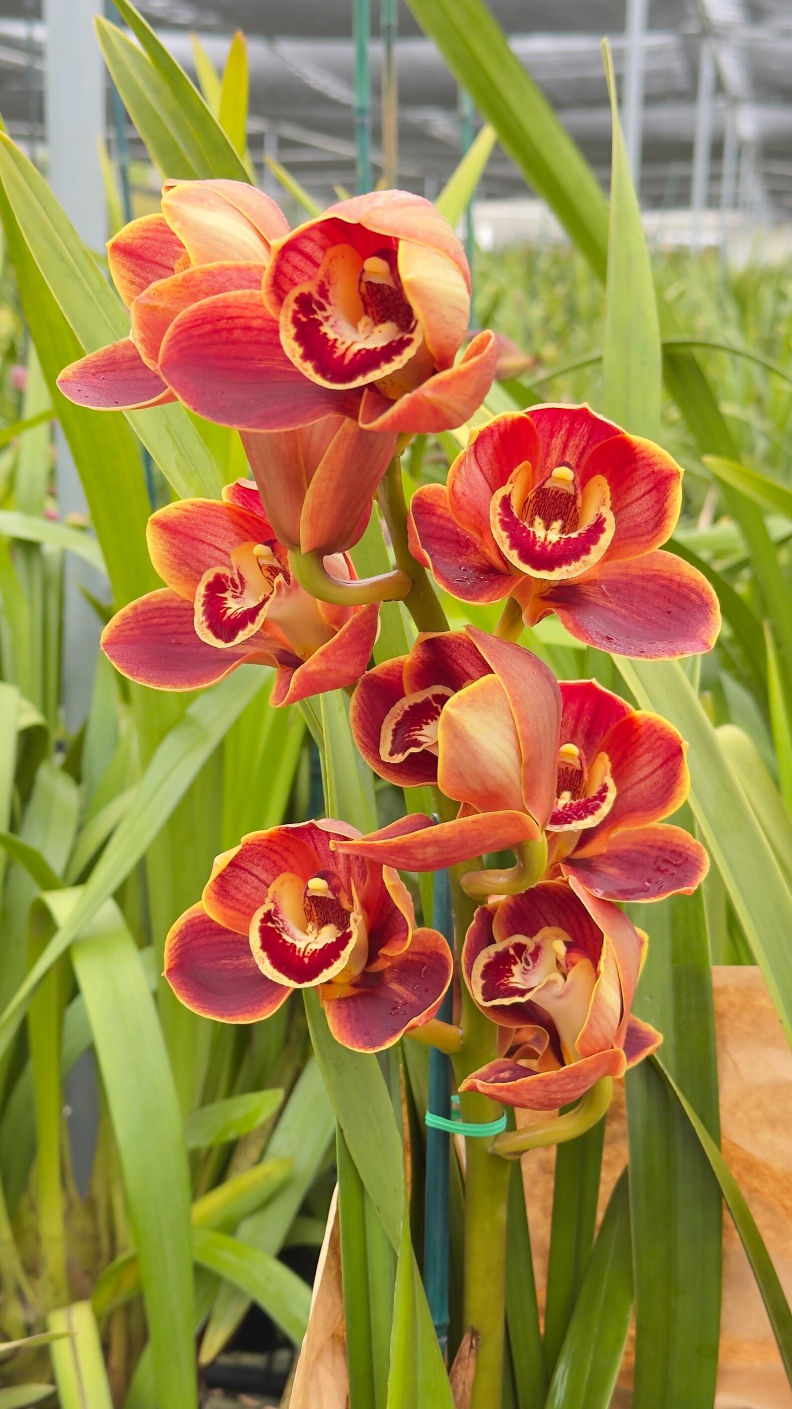 Cym. Barrita Toffee ‘copper Red’, Blooming Size, 4 Inches Flowers, Very ...