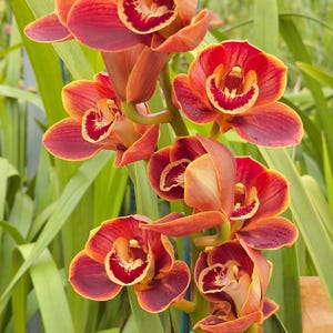 Cym. Barrita Toffee ‘copper Red’, Blooming Size, 4 Inches Flowers, Very ...