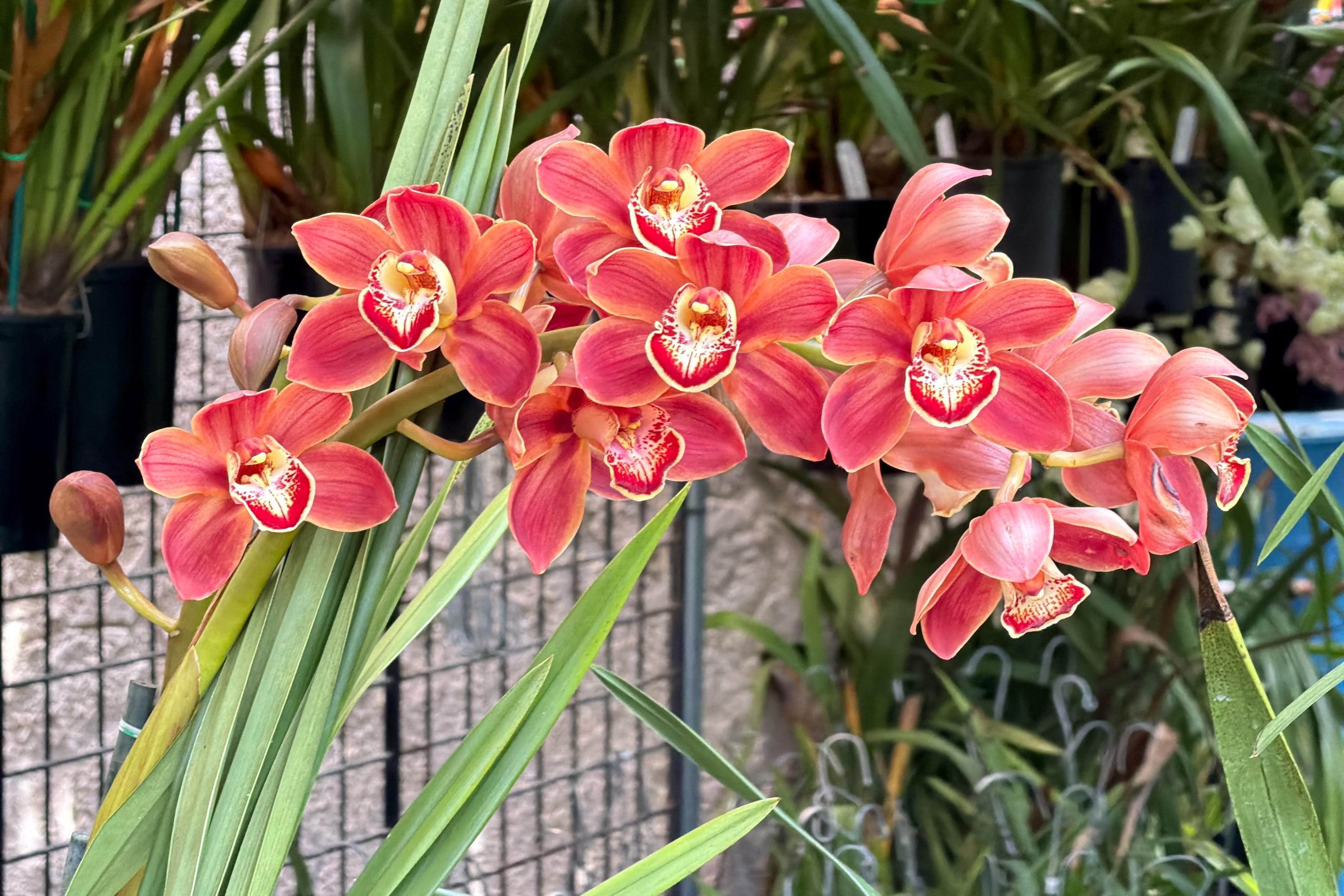 Cym. Barrita Toffee ‘copper Red’, Blooming Size, 4 Inches Flowers, Very ...