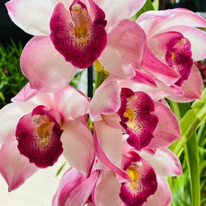 Cymbidium Barrita Peace 'strawberry Lip Flush'. - Etsy