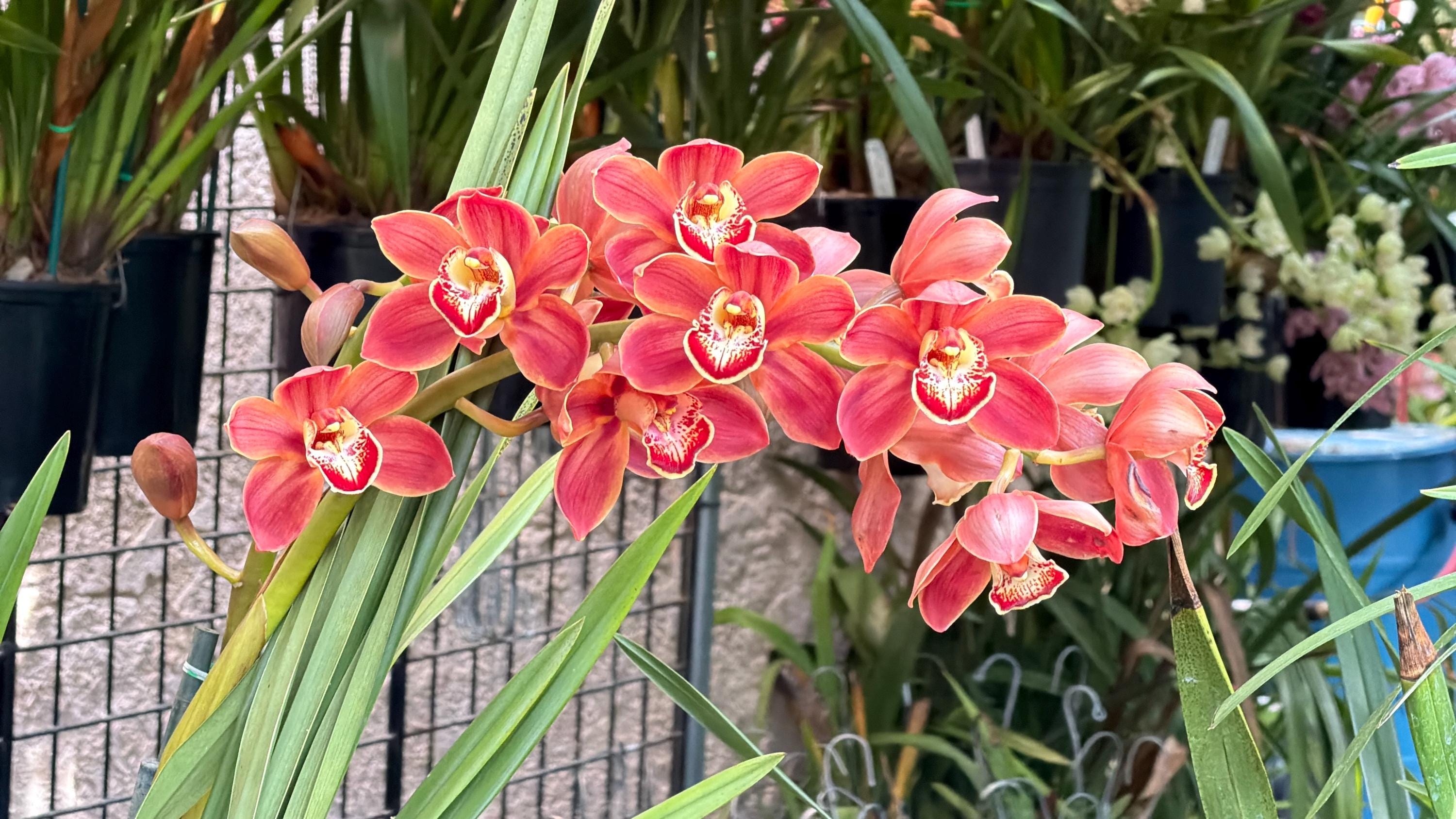 Cym. Barrita Toffee ‘copper Red’, Blooming Size, 4 Inches Flowers, Very ...