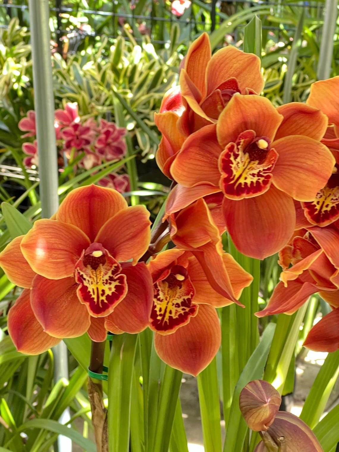 Cymbidium Memoria Craig Sibbit 'solid Orange', Blooming Size, 5-6 ...