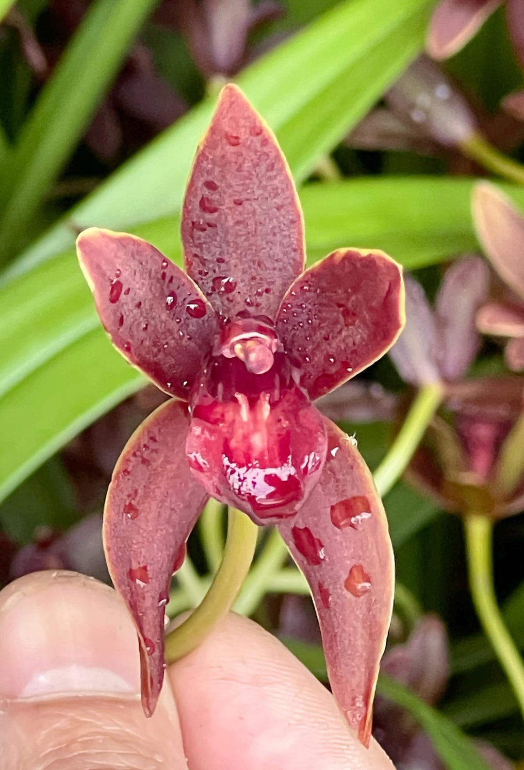 Grcym Pakket Garuda ‘red’ Orchid Live Plant. #2745 - Arching. - Etsy