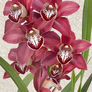 Cym. Khan Fury ’dark and Pointy’. Red Dark Pink Color, Point Shape, 5 ...