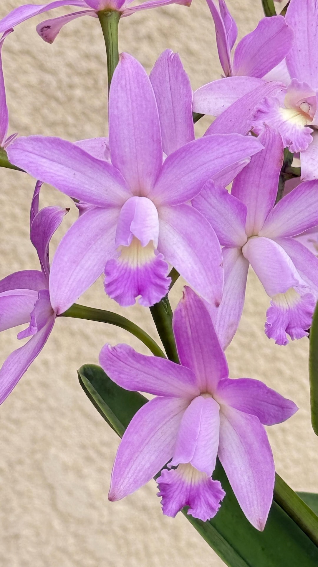 Cattleya Tanya Lam 'bud Segraves' Hcc/aos. Fragrant (3-4 Pseudobulbs ...