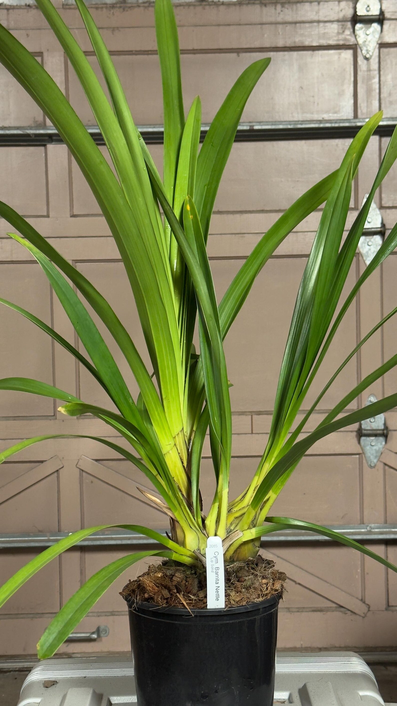 Cymbidium Barrita Nettle 'lip Solid' - Etsy