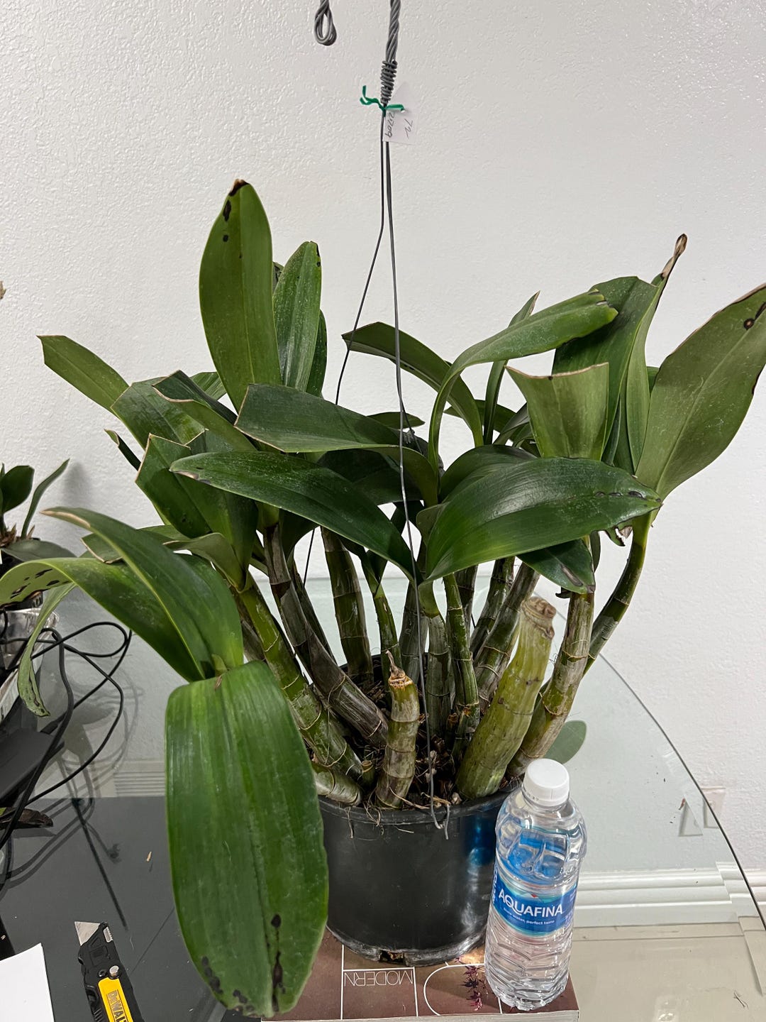 Australia Dendrobium ~ 19 Canes ~ Super Fragrant ~ ONLY ONE AVAILABLE ...