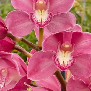 Cymbidium (barrita Glam X Blazing Rose) ‘strawberry Lip’. - Etsy