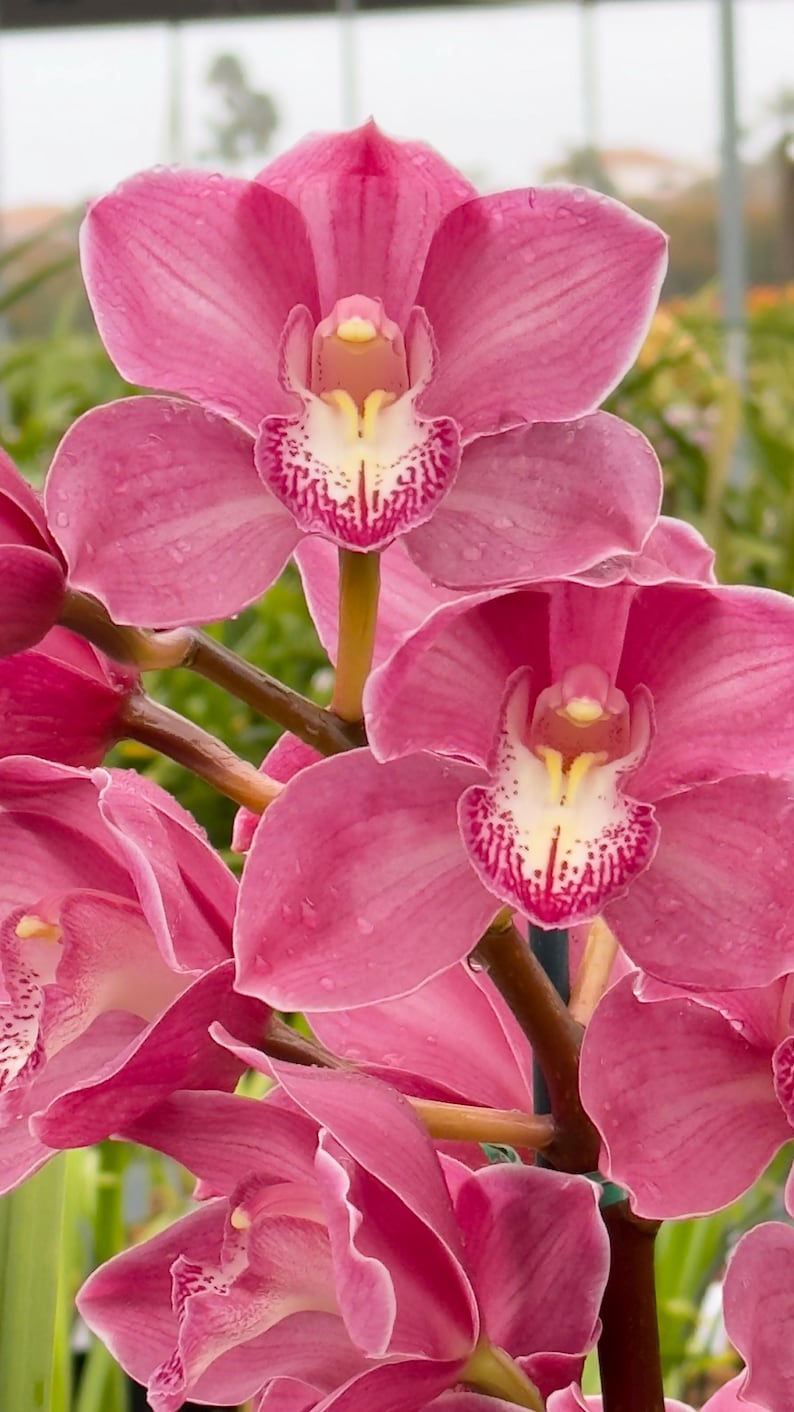 Cymbidium (barrita Glam X Blazing Rose) ‘strawberry Lip’. - Etsy