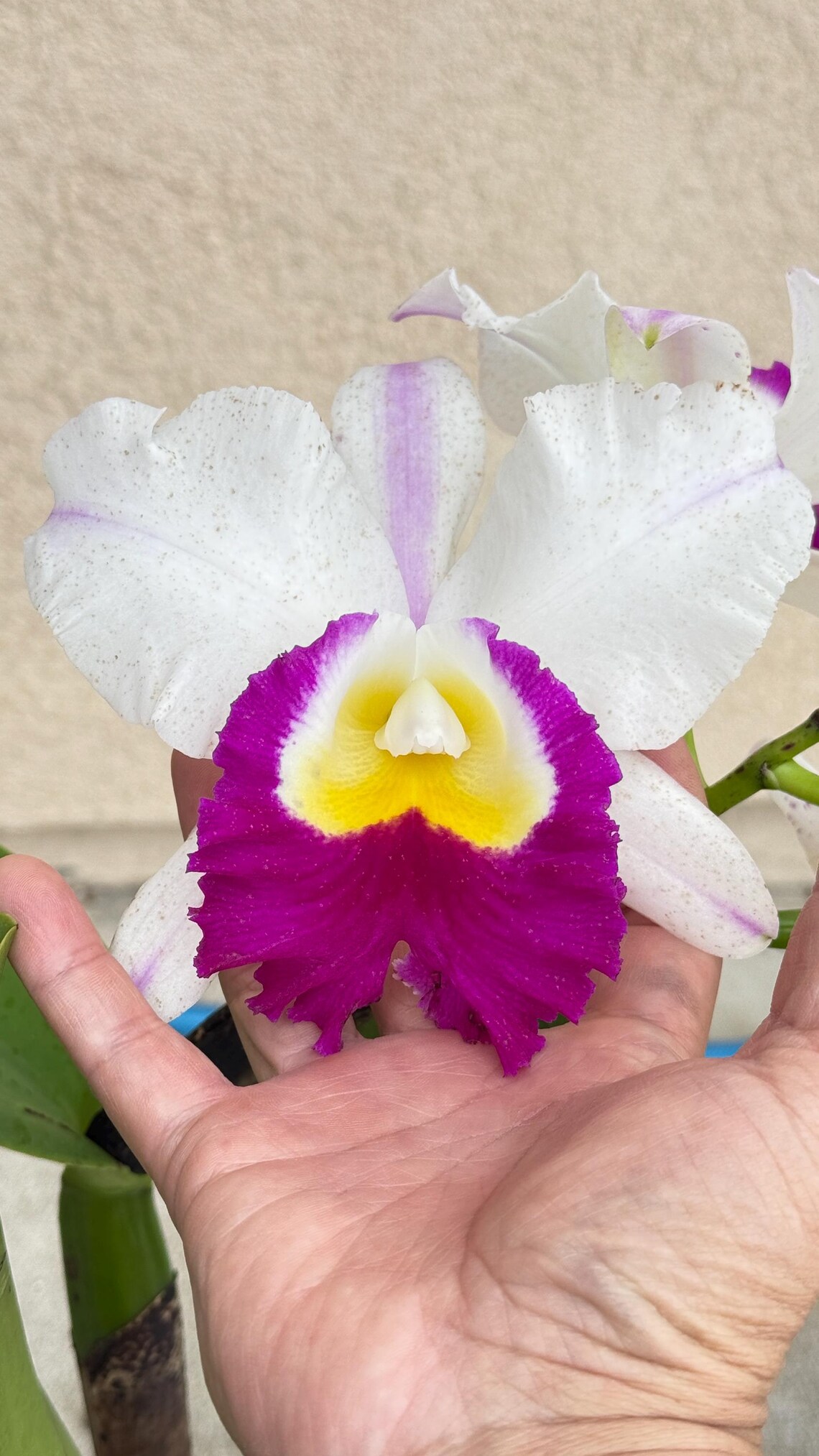 Blc. Anna Balmores ‘carmela’. Fragrant (3-4 Pseudobulbs Division). - Etsy