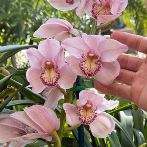 Cymbidium Barrita Sanguine ‘pale Pink’ (2-3 Bulbs Division) FREE SHIP ...