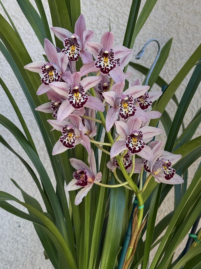 Cymbidium Barrita Suspense 'soft Pink' - Super Fragrant - Etsy