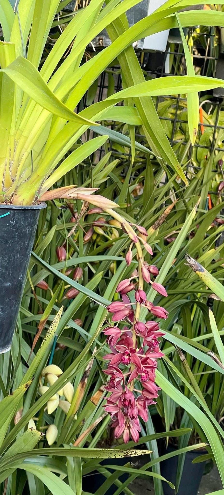 Cymbidium (canaculatum X Ruby Eyes). - Etsy