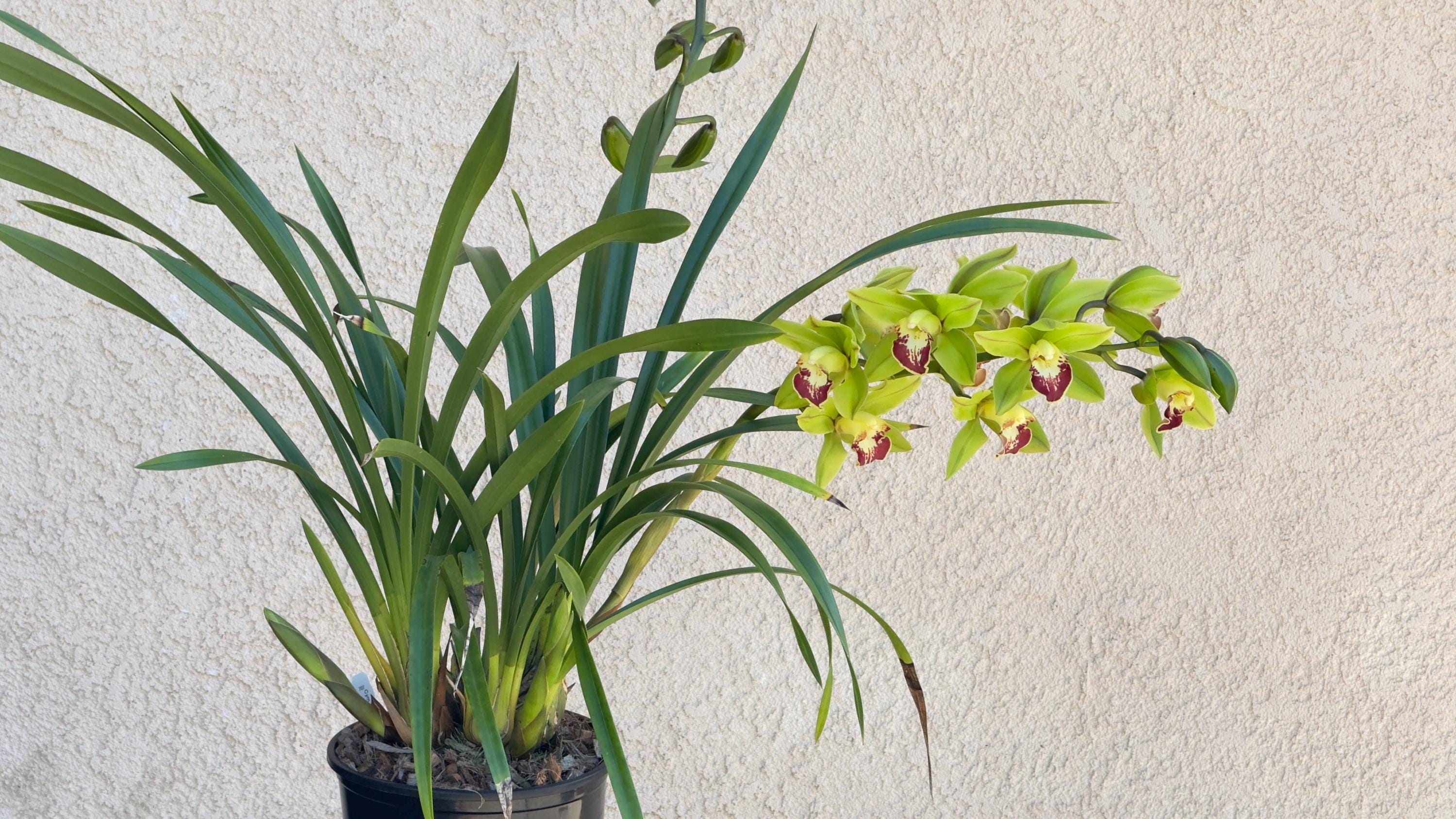 Cymbidium Barrita Metal '#1'. - Etsy