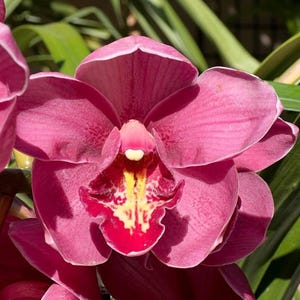 Cymbidium Barrita Affection ‘syrah’. - Etsy