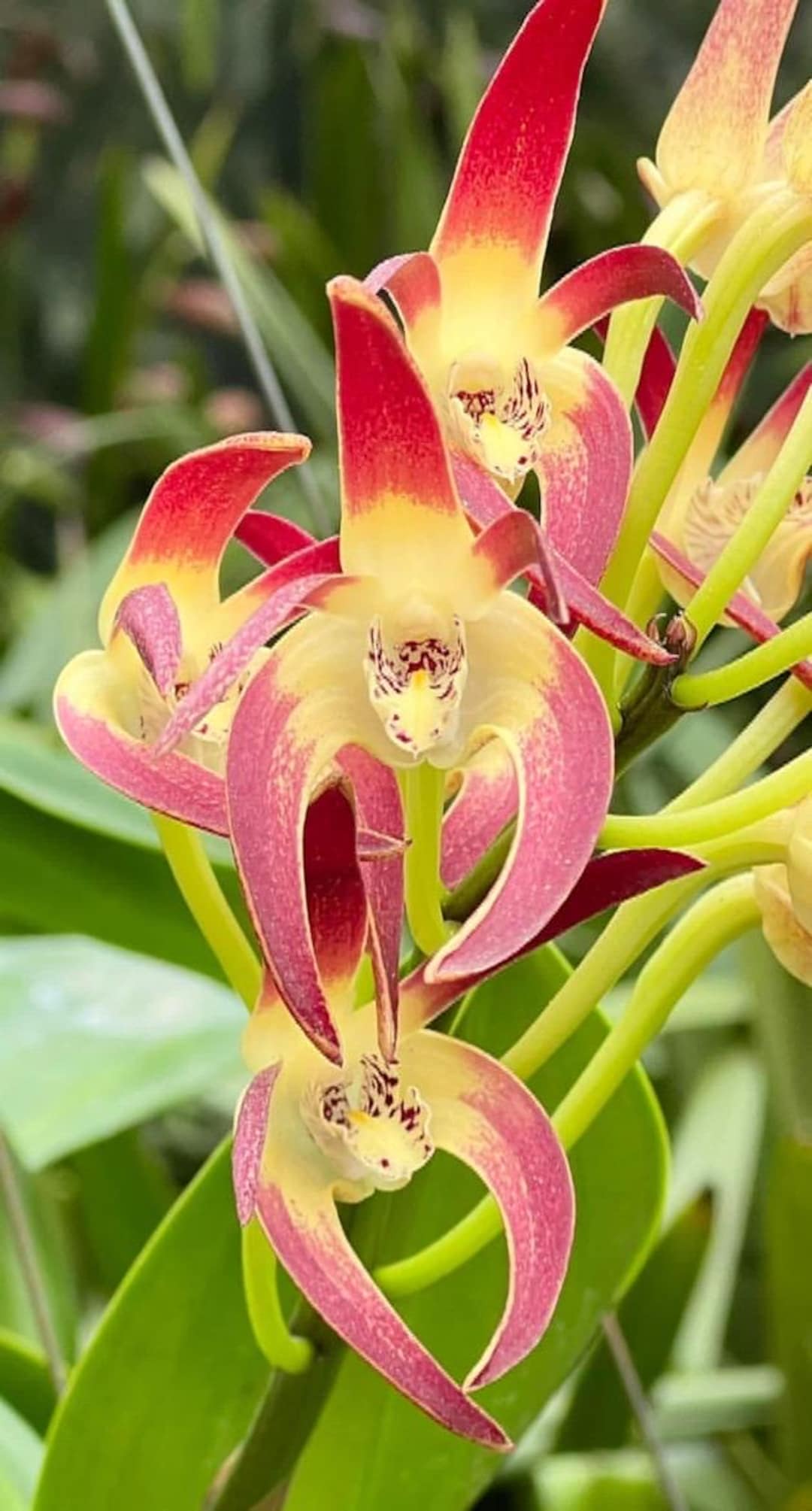 Dendrobium Red Blood - Fragrant. (6 Inches Pot) - Etsy