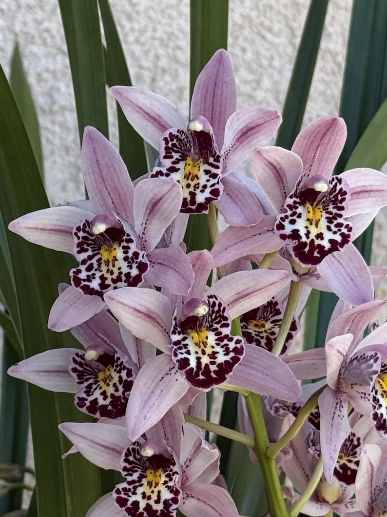 Cymbidium Barrita Suspense 'soft Pink' - Super Fragrant - Etsy