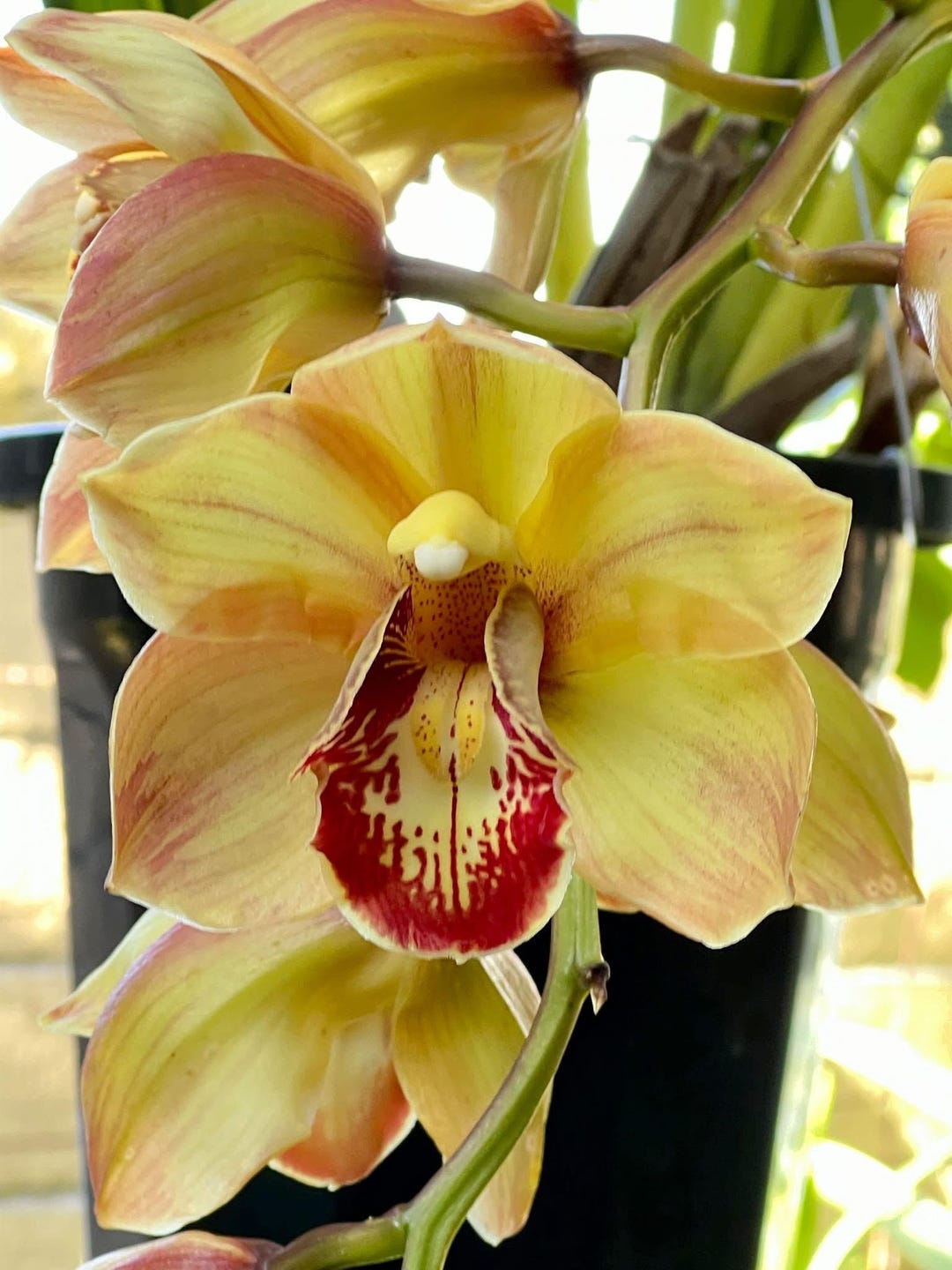 Cym. (chatter Box X Baltic Rose) 'feathered Flame'. Mutation Splash ...