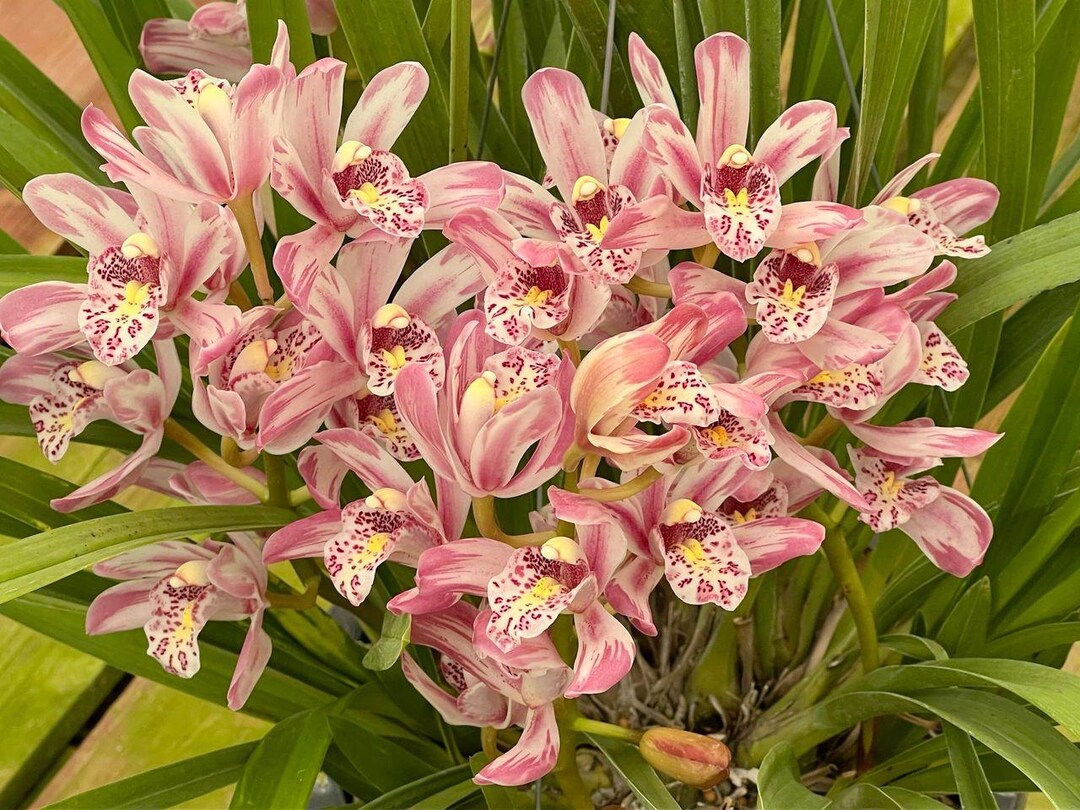 Cymbidium Mainstem ‘hip Hip’ (2-3 Bulbs Division.) FREE SHIP OVER 100 ...