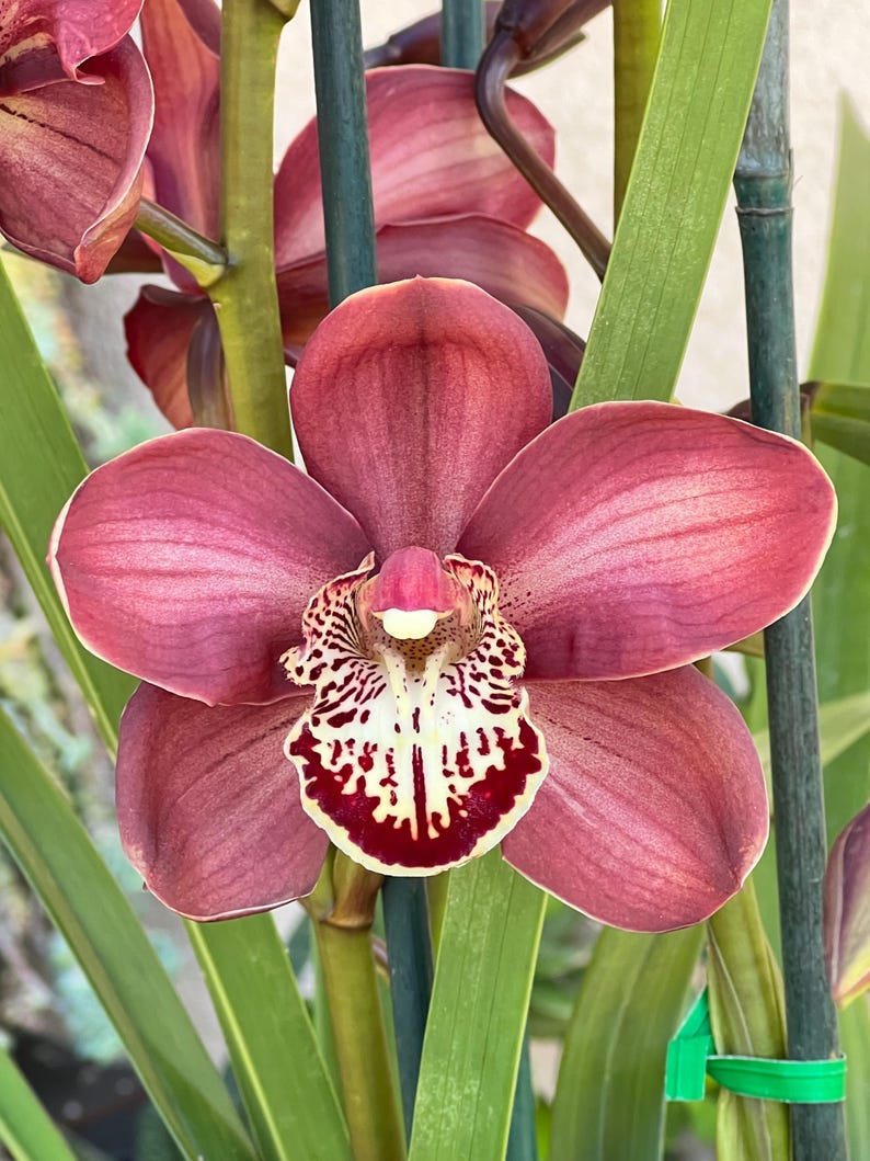 Cymbidium Barrita Magic 'red' - Etsy