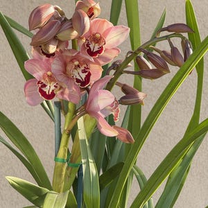 Cymbidium Barrita Quash 'jessie'. - Etsy
