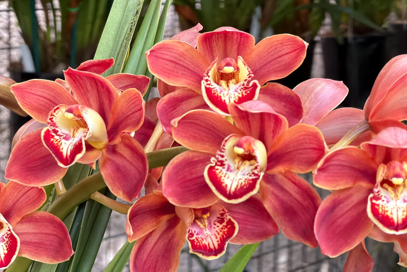 Cym. Barrita Toffee ‘copper Red’, Blooming Size, 4 Inches Flowers, Very ...