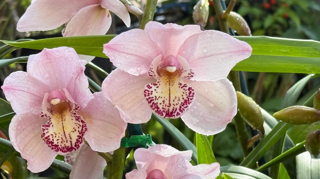 Cymbidium Barrita Sanguine ‘pale Pink’ (2-3 Bulbs Division) FREE SHIP ...