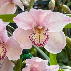 Cymbidium Barrita Sanguine ‘pale Pink’ (2-3 Bulbs Division) FREE SHIP ...