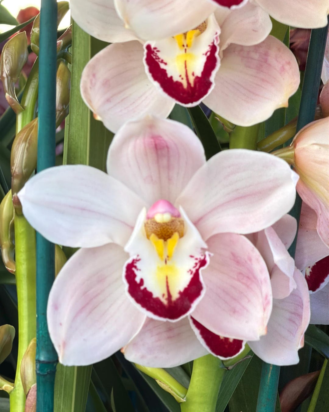 Cymbidium Barrita Patriot 'dianne' - New Collection - Etsy
