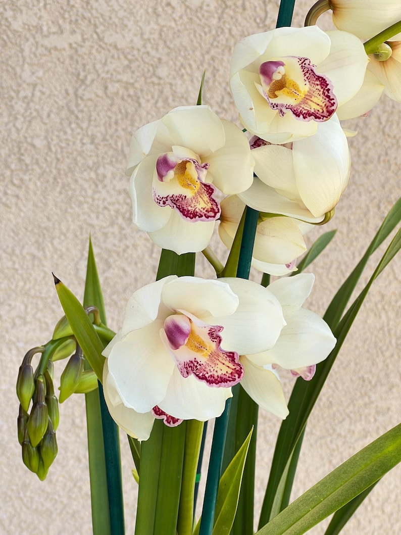 Cymbidium Barrita Peace ‘early Winter’. - Etsy