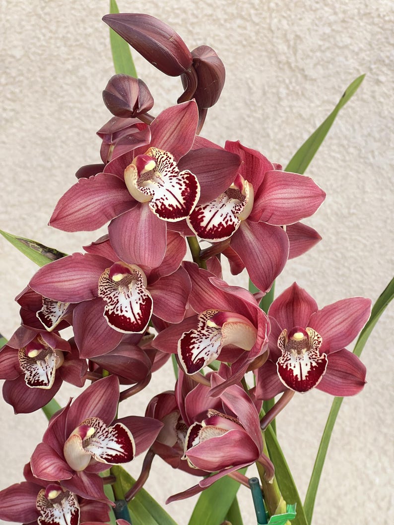 Cym. Khan Fury ’dark and Pointy’. Red Dark Pink Color, Point Shape, 5 ...