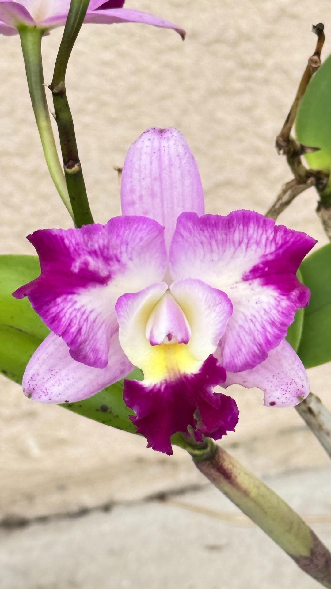 Lc. Llory Ann 'paradise' Dark Splash Fragrant (3-4 Pseudobulbs Division ...