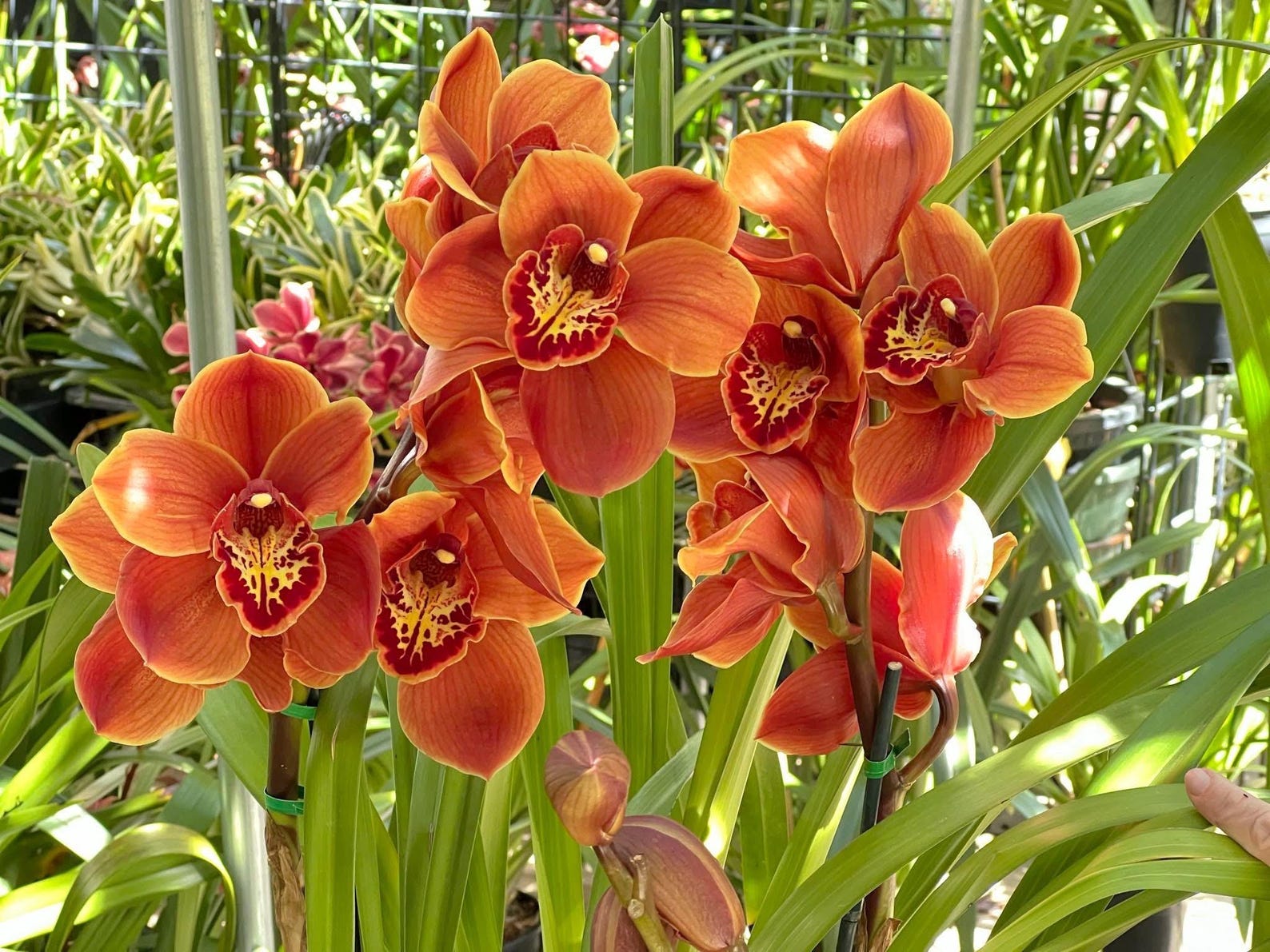 Cymbidium Memoria Craig Sibbit 'solid Orange', Blooming Size, 5-6 ...