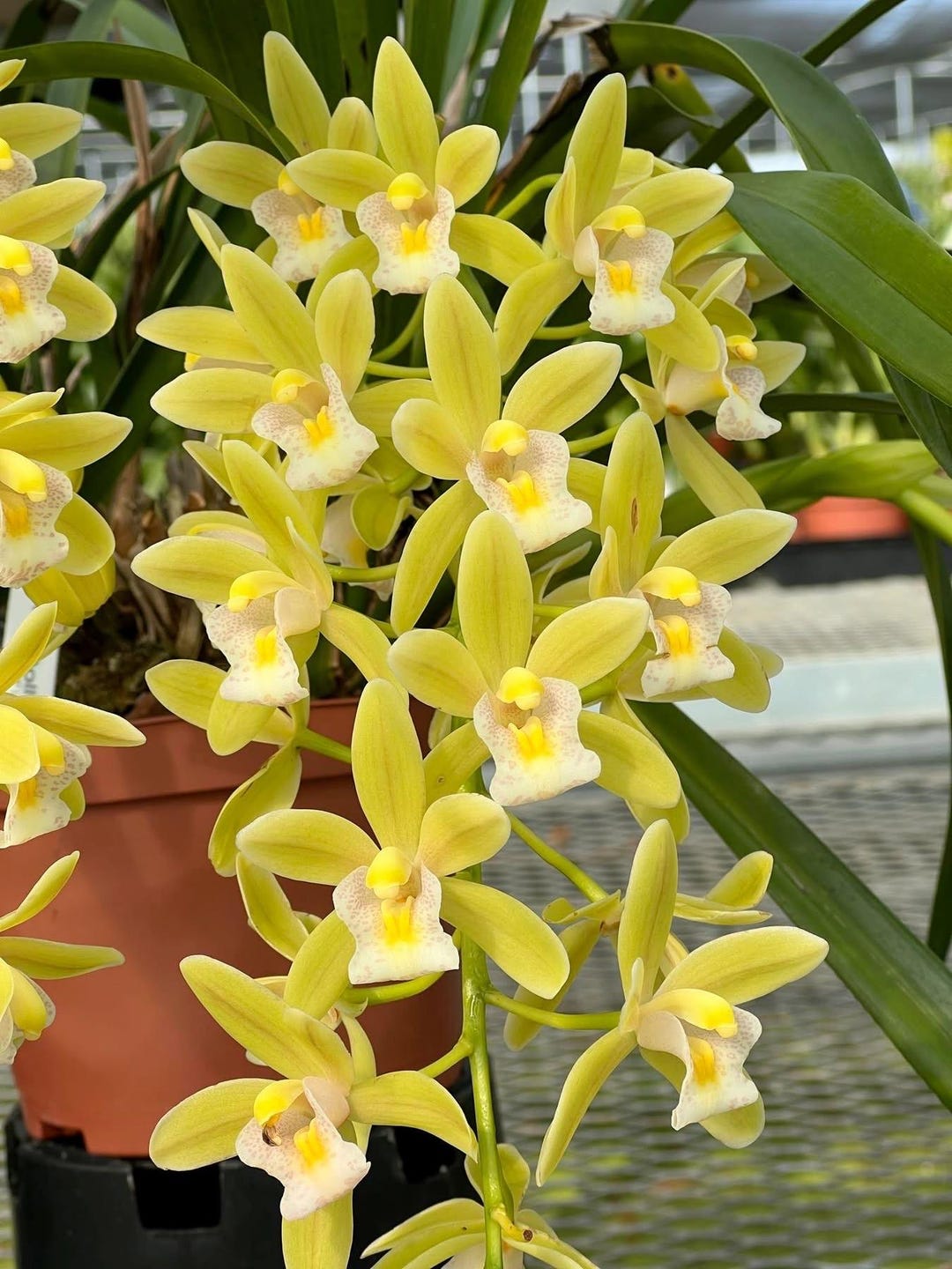 Cymbidium (dolly X Pumilum) 'the Flower Fields' - Etsy