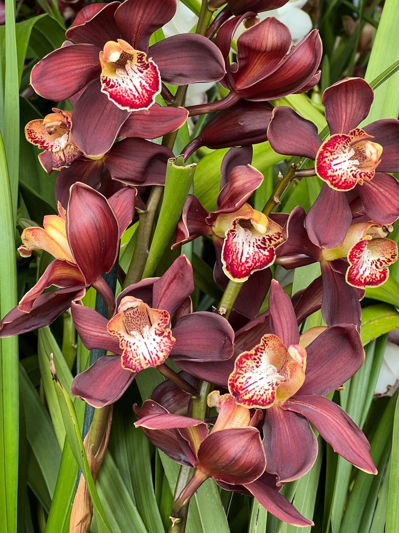 Cymbidium Barrita Magic 'flame' - Etsy