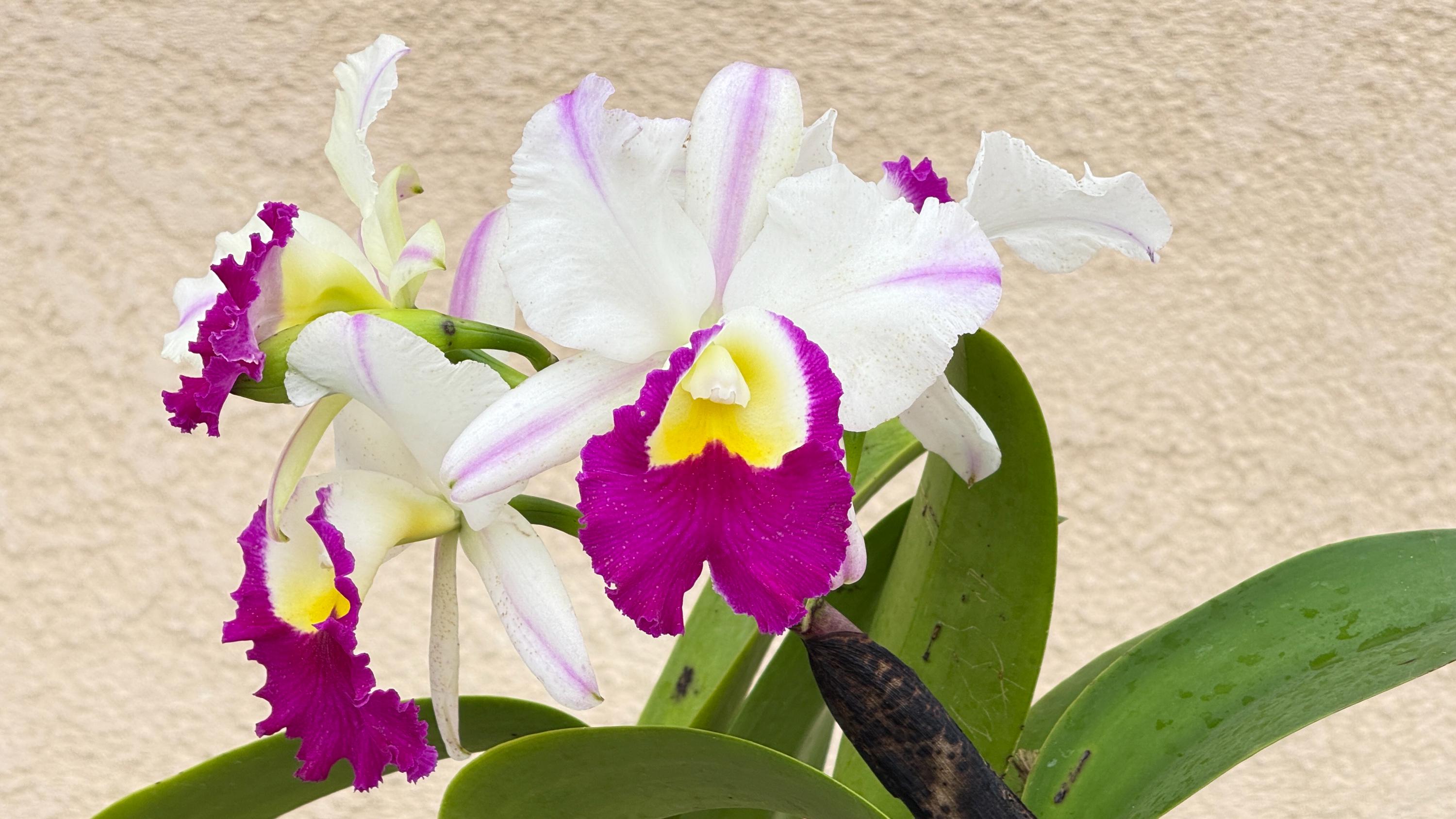 Blc. Anna Balmores ‘carmela’. Fragrant (3-4 Pseudobulbs Division). - Etsy