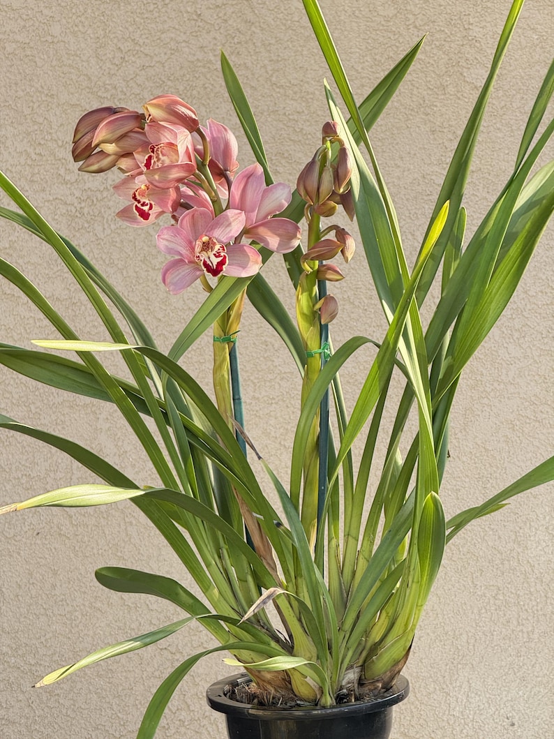 Cymbidium Barrita Quash 'jessie'. - Etsy